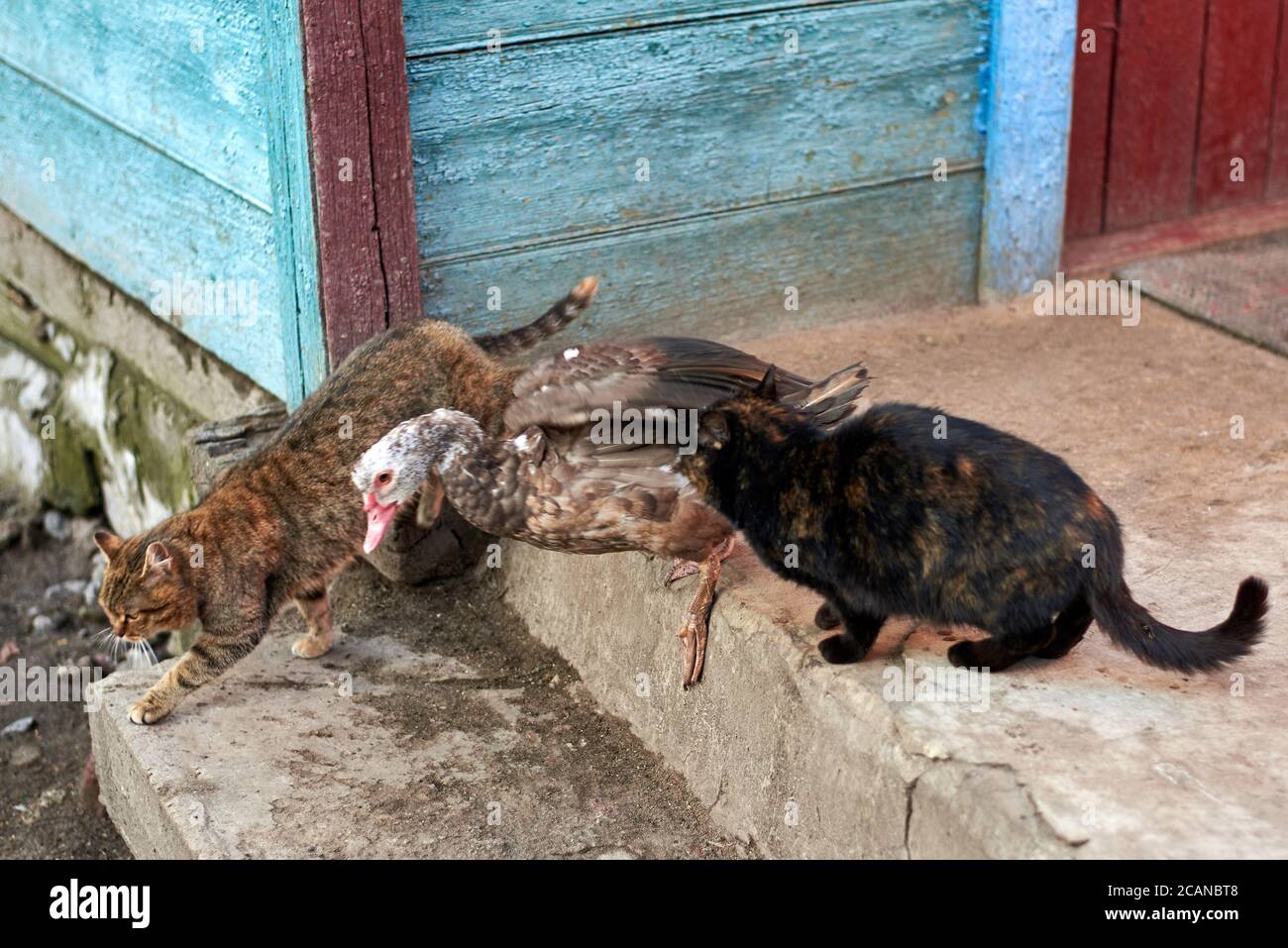 Musk cats hi-res stock photography and images - Alamy