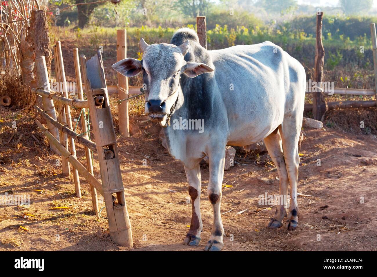 Big cow in asian farm .Agriculture farming rural pasture Stock Photo ...