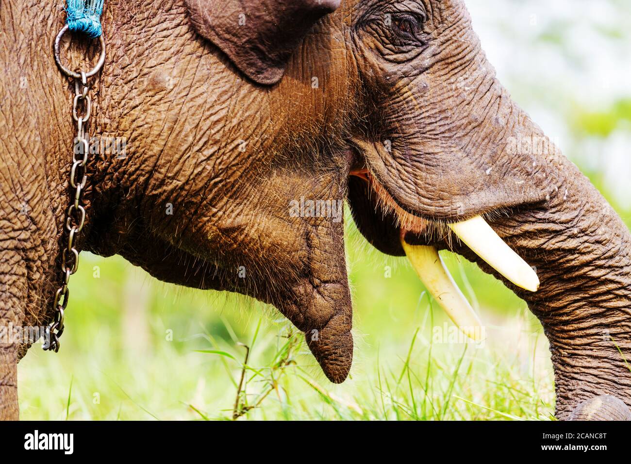 Baby elephant in Chitvan National Park, Nepal Stock Photo - Alamy