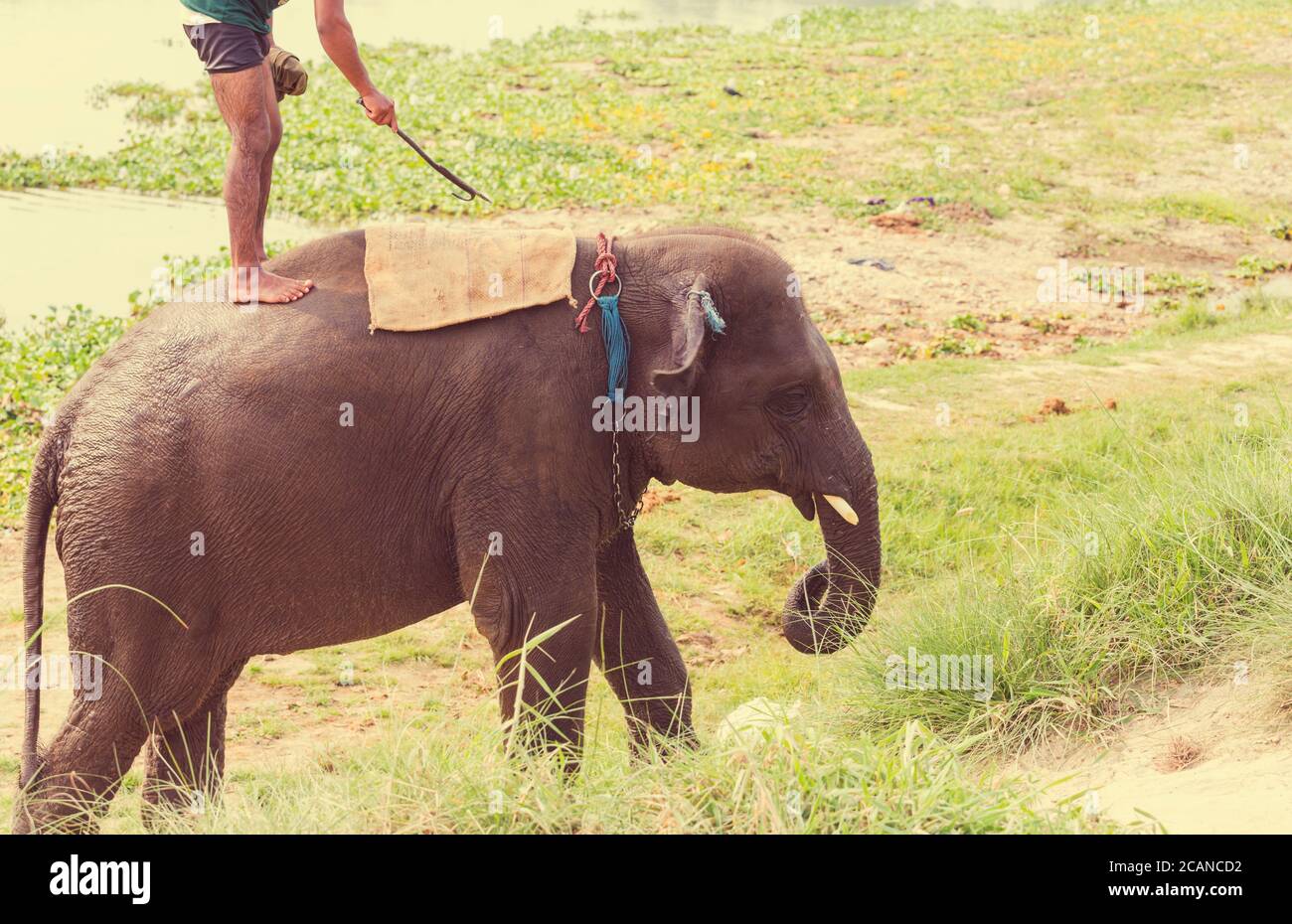 Chitvan nepal hi-res stock photography and images - Alamy