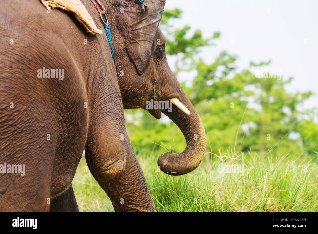 Chitvan nepal hi-res stock photography and images - Alamy