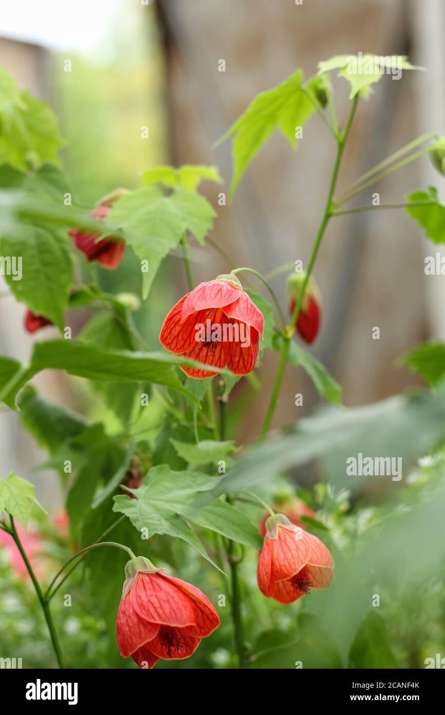 Abutilon pot hi-res stock photography and images - Alamy