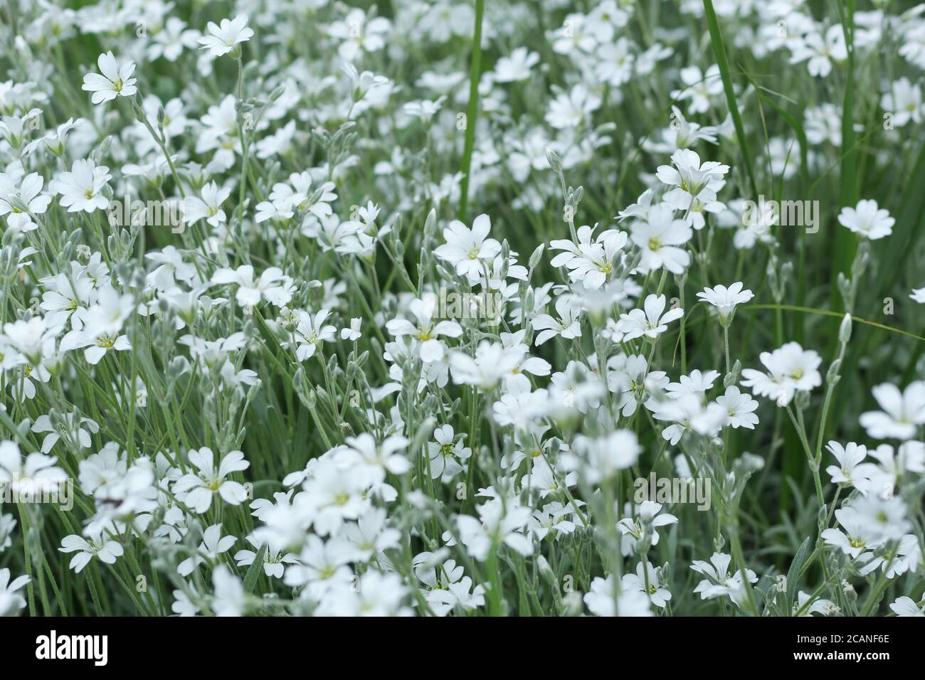 Stellate Flower High Resolution Stock Photography and Images - Alamy
