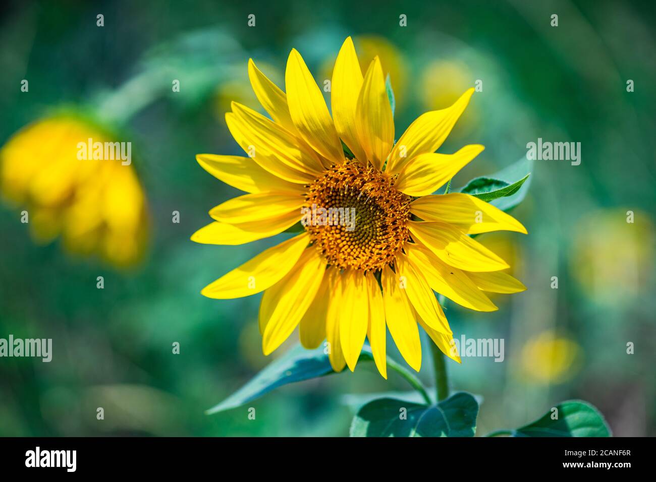 Georgia sunflowers hi-res stock photography and images - Alamy