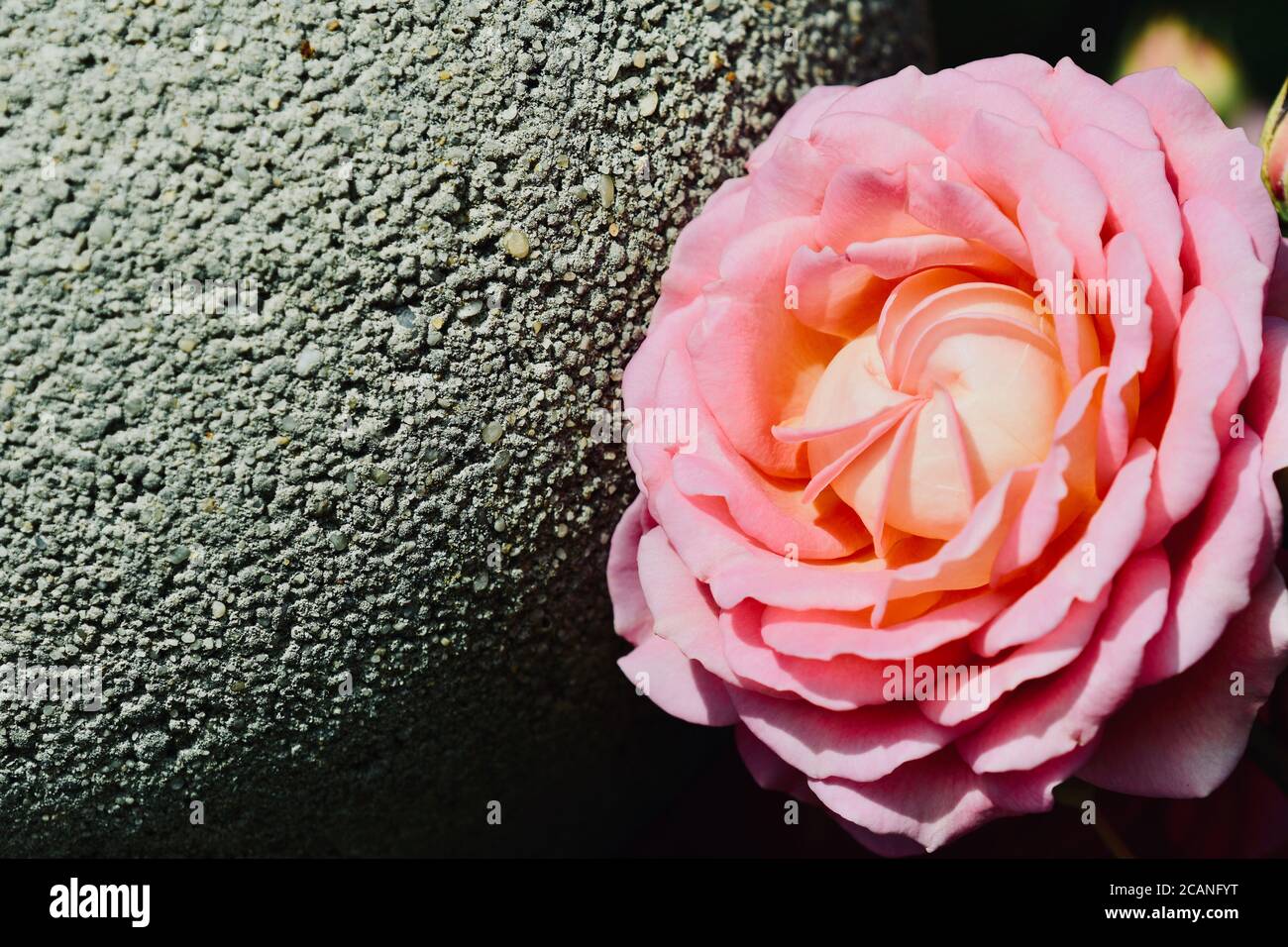 Close-up photo of a beautiful garden rose flower against a rough stone ...