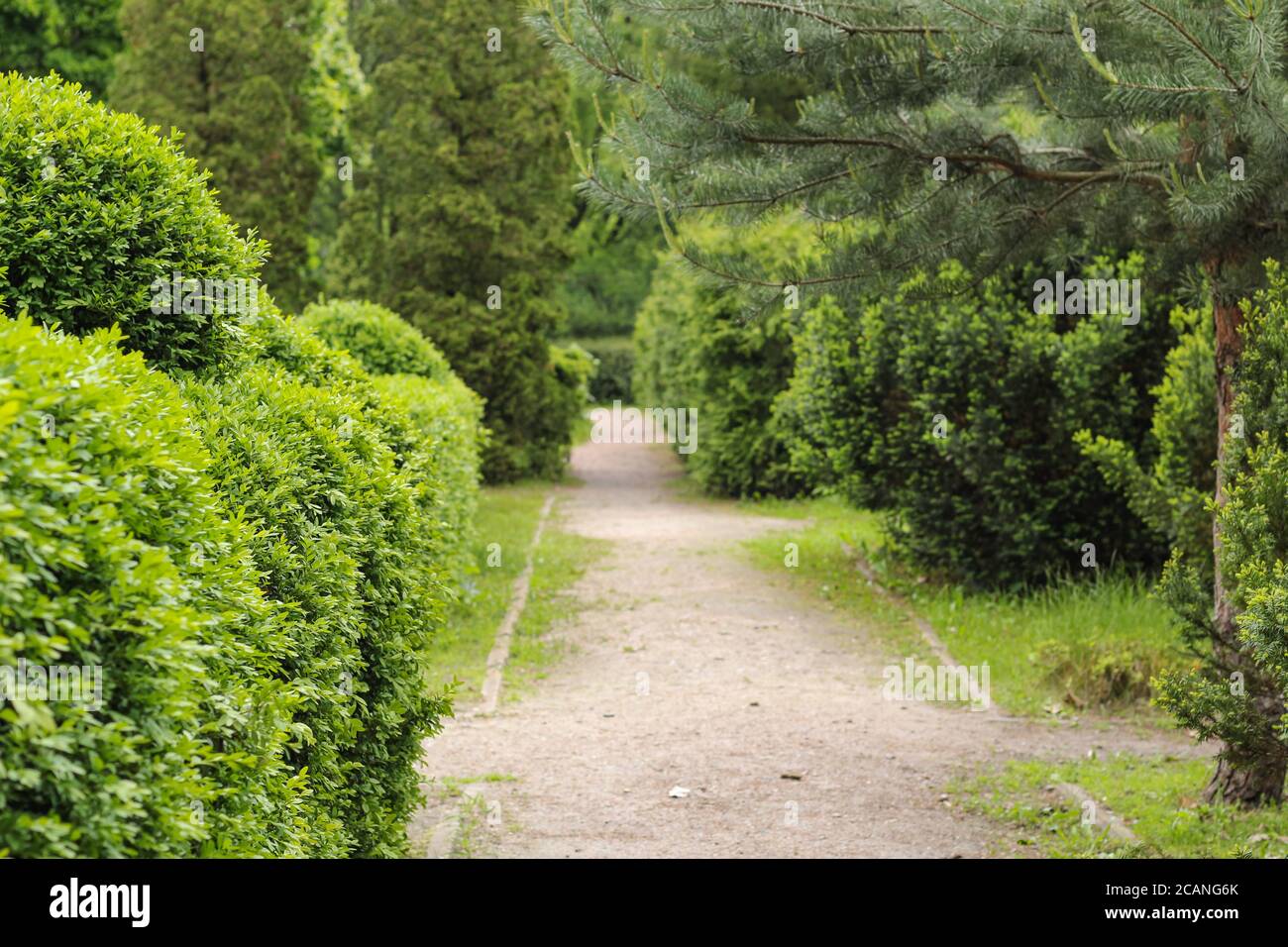 Green overgrown paths in the Syretsky Arboretum Stock Photo - Alamy