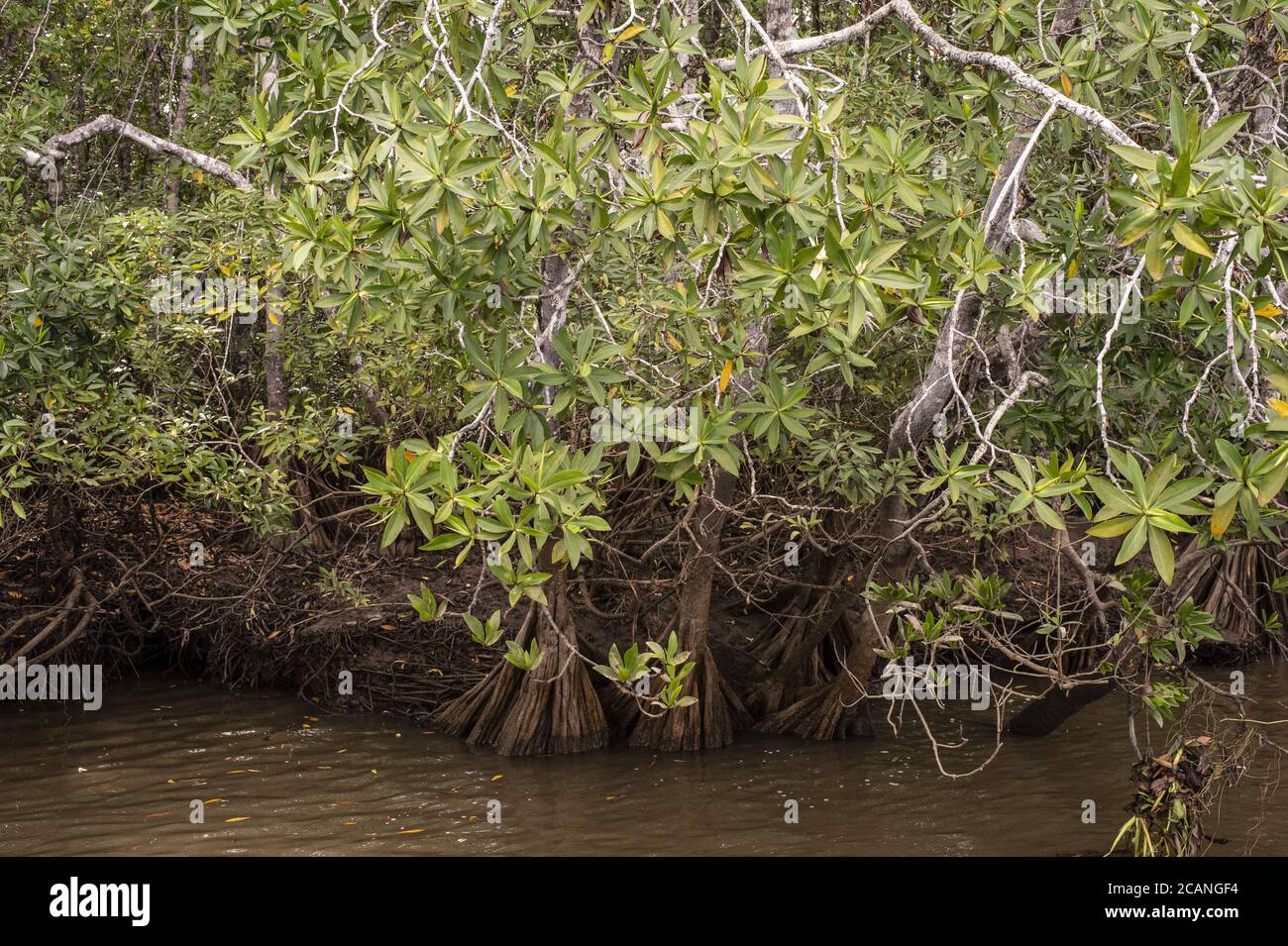 Tea mangroves, Pelliciera rhizophorae, Pellicieraceae, Sierpe River ...