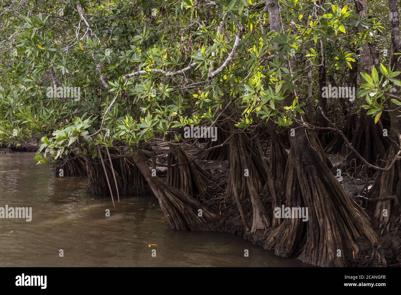 Tea mangroves hi-res stock photography and images - Alamy