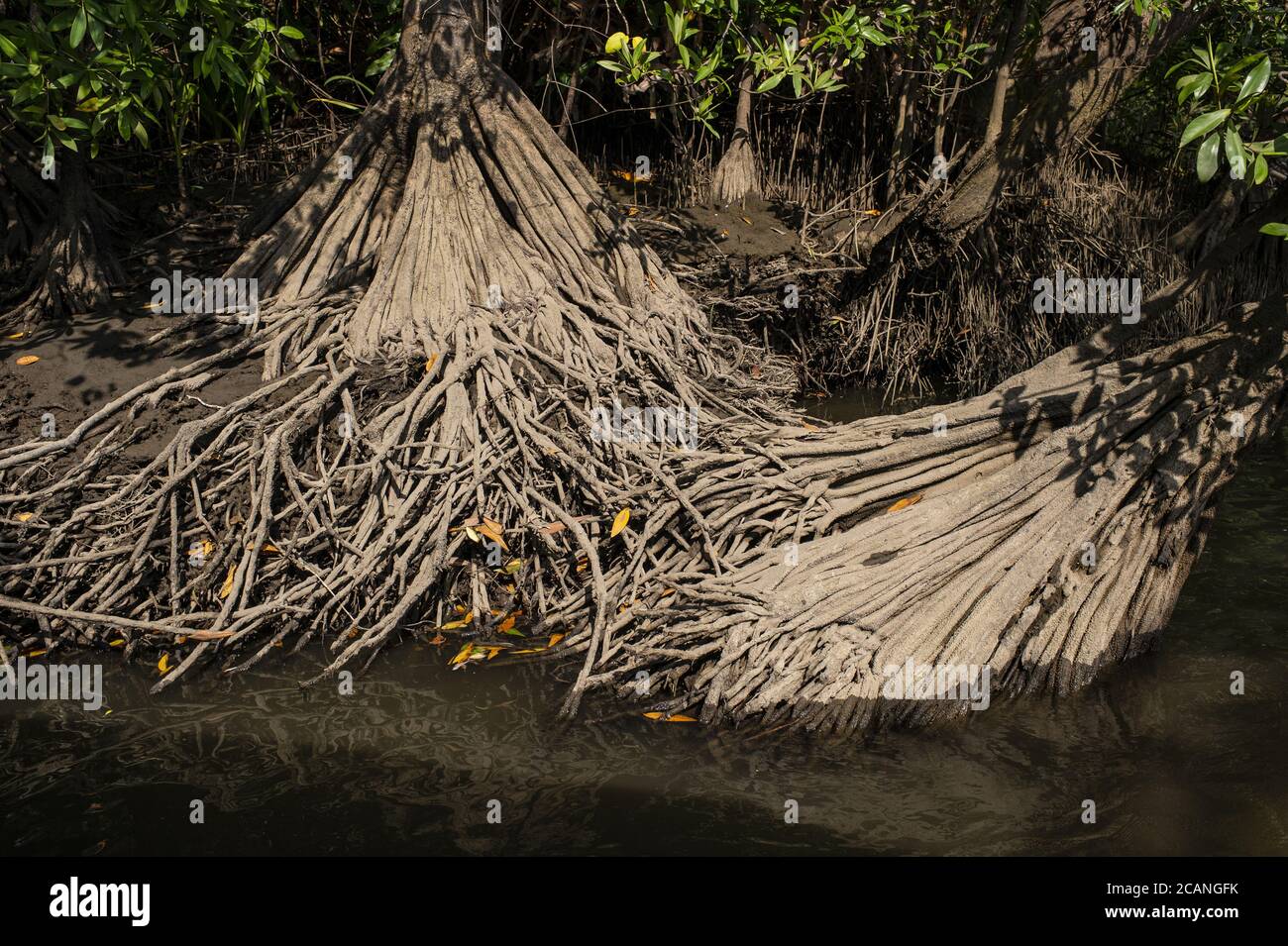 Tea mangroves, Pelliciera rhizophorae, Pellicieraceae, Sierpe River ...