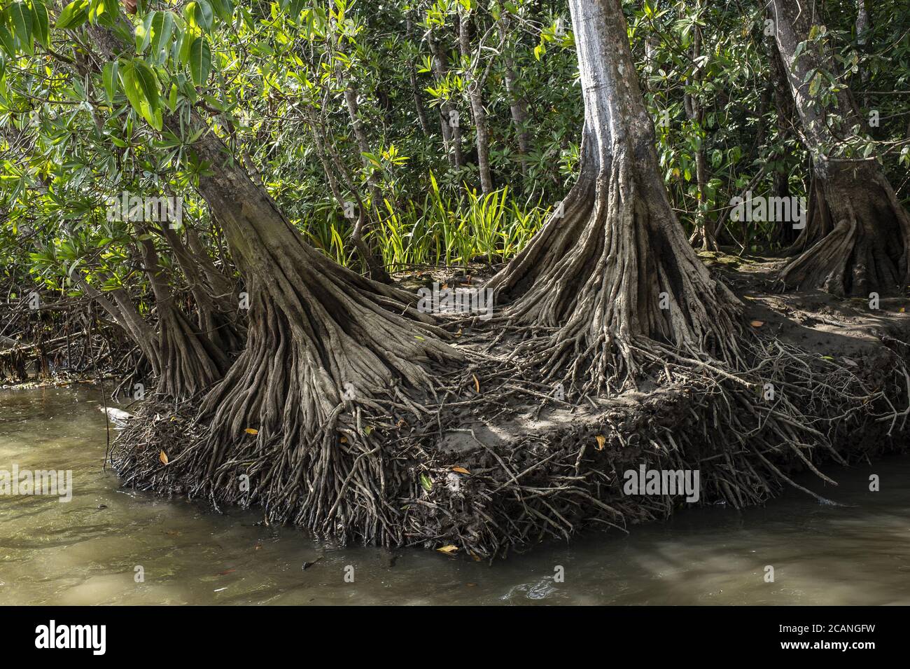 Tea mangroves, Pelliciera rhizophorae, Pellicieraceae, Sierpe River ...