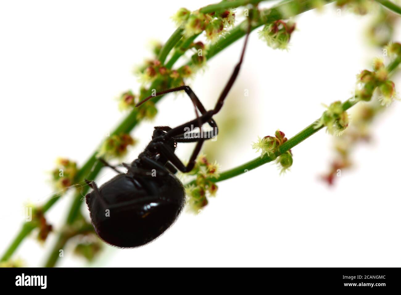 Macro of a black False Katipo Spider (Steatoda capensis); a few threads ...
