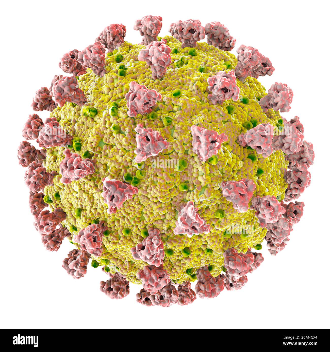 Covid-19 coronavirus particle, illustration. The new coronavirus SARS ...