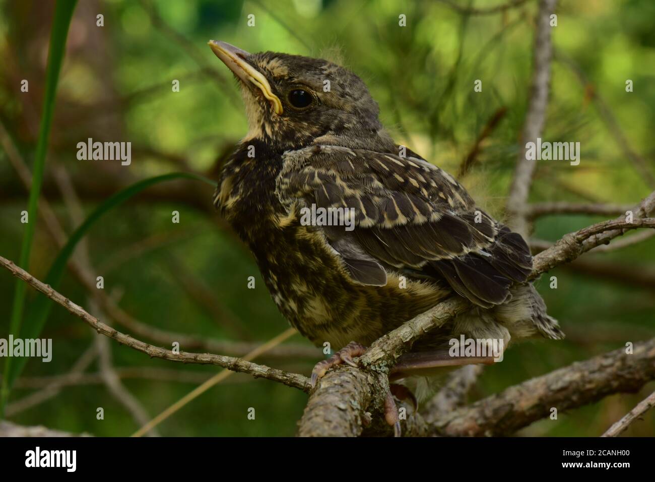 Thrush In Detail High Resolution Stock Photography and Images - Alamy