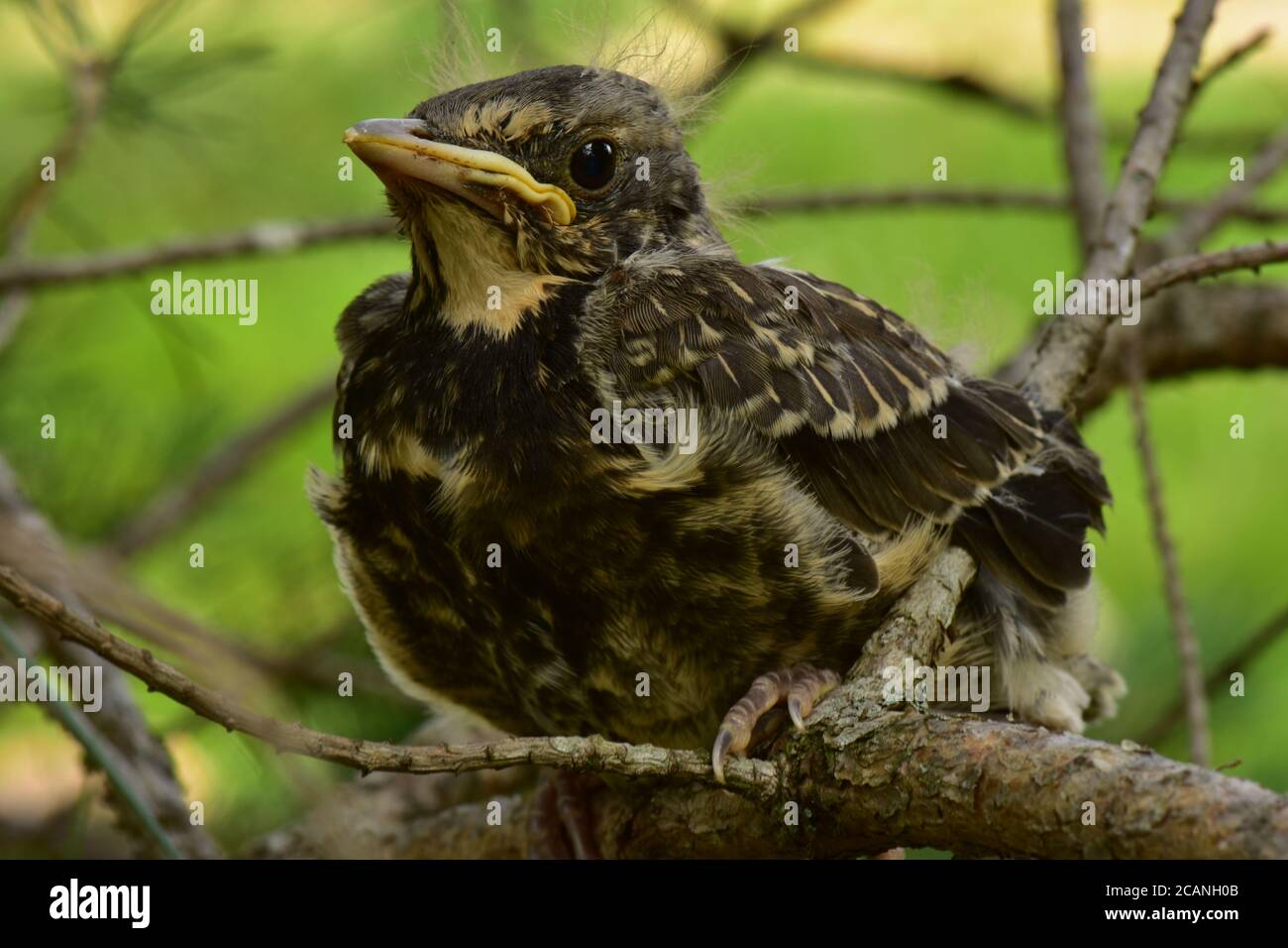 Thrush detail hi-res stock photography and images - Alamy