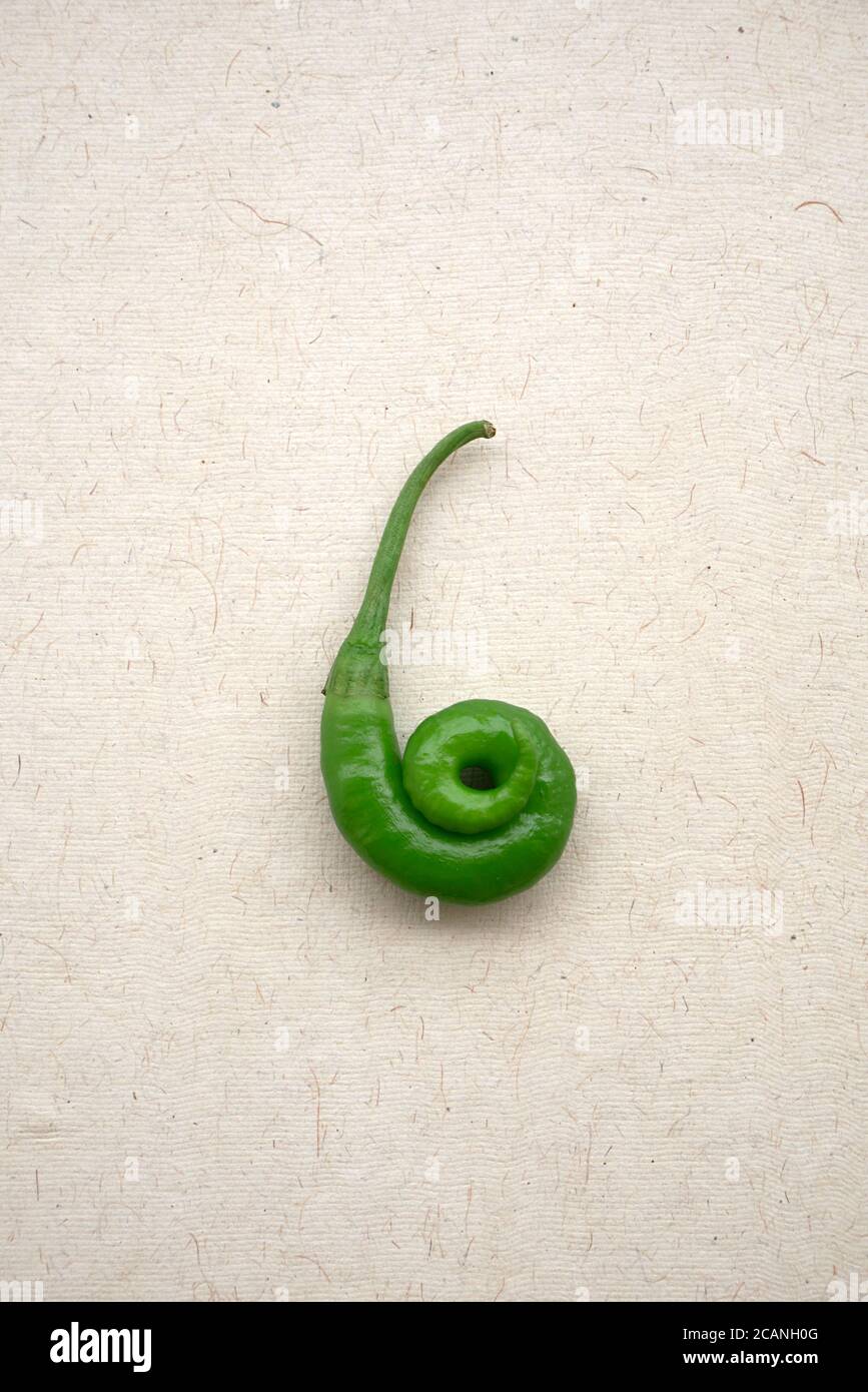 A BEAUTIFUL CURVED GREEN CHILLI Stock Photo - Alamy