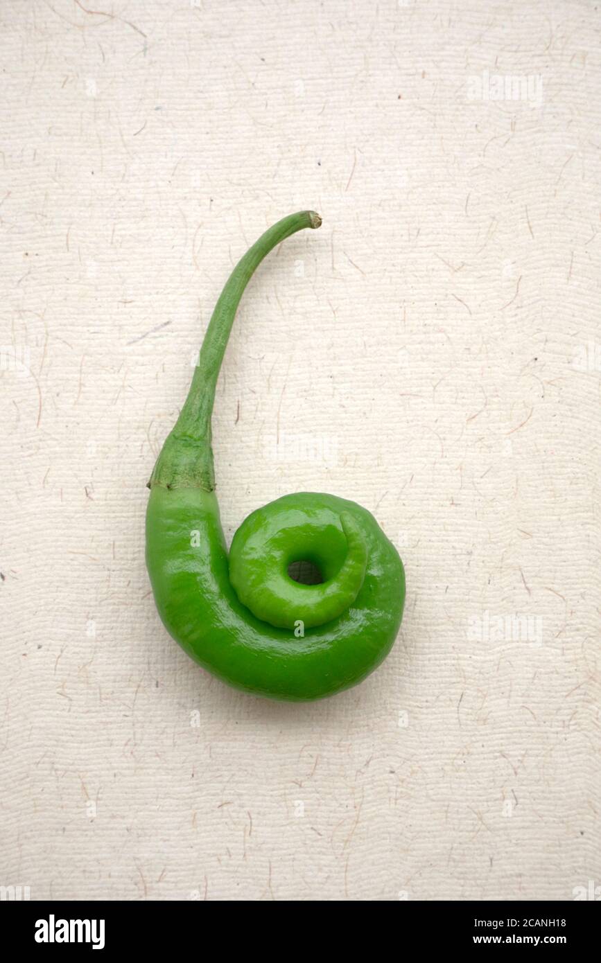 A BEAUTIFUL CURVED GREEN CHILLI Stock Photo - Alamy