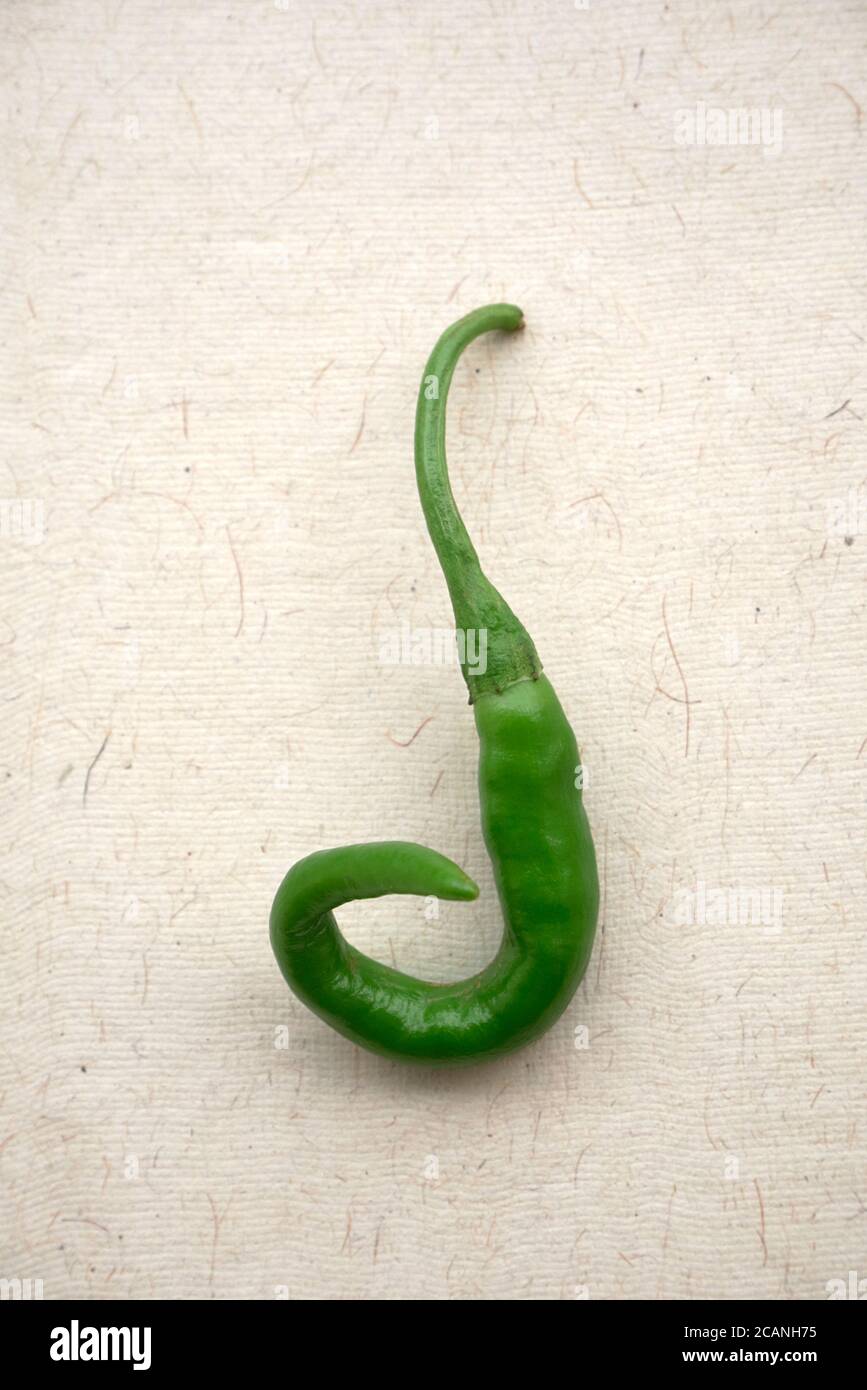 A BEAUTIFUL CURVED GREEN CHILLI Stock Photo - Alamy