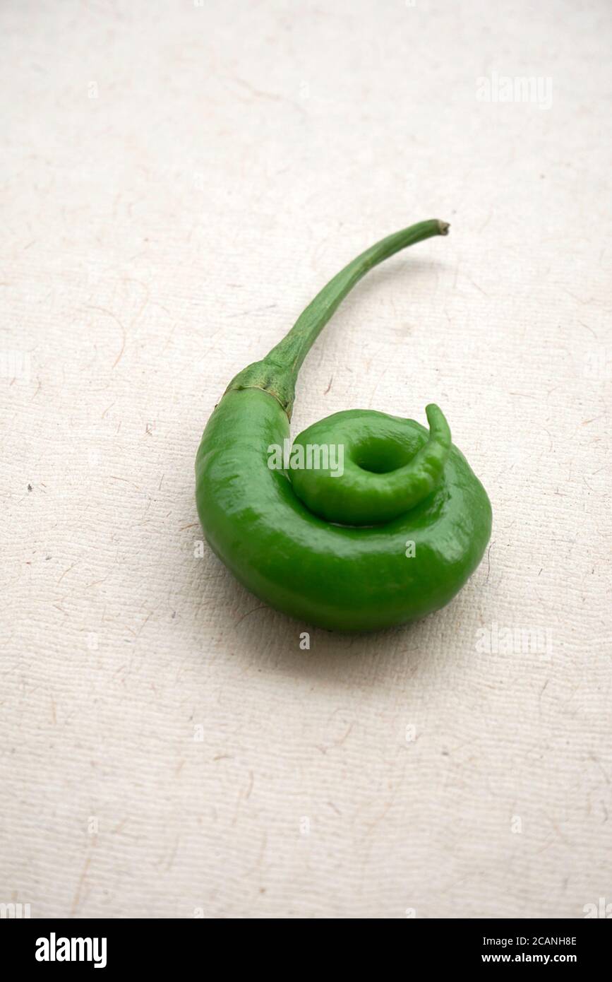 A BEAUTIFUL CURVED GREEN CHILLI Stock Photo - Alamy