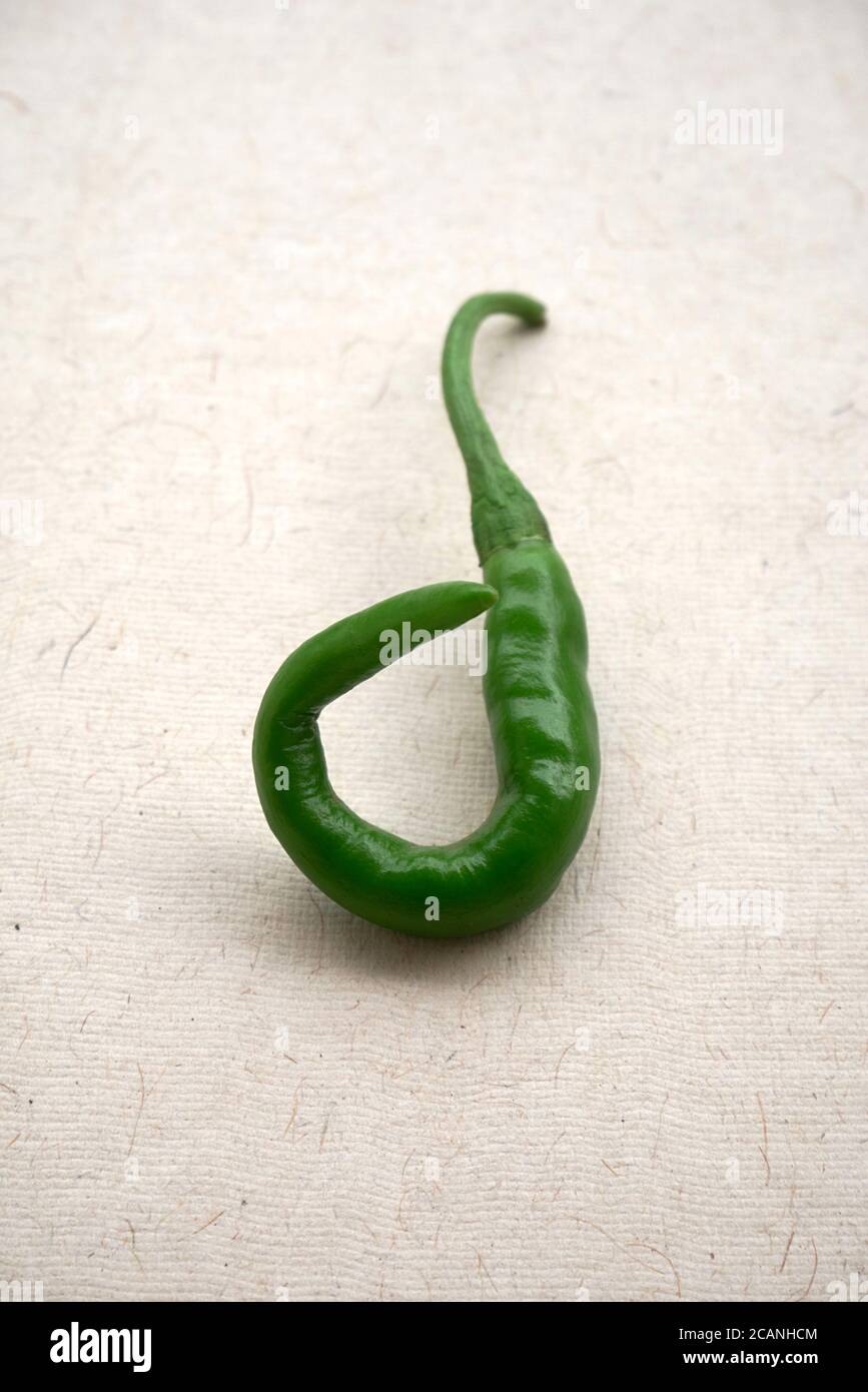 A BEAUTIFUL CURVED GREEN CHILLI Stock Photo - Alamy