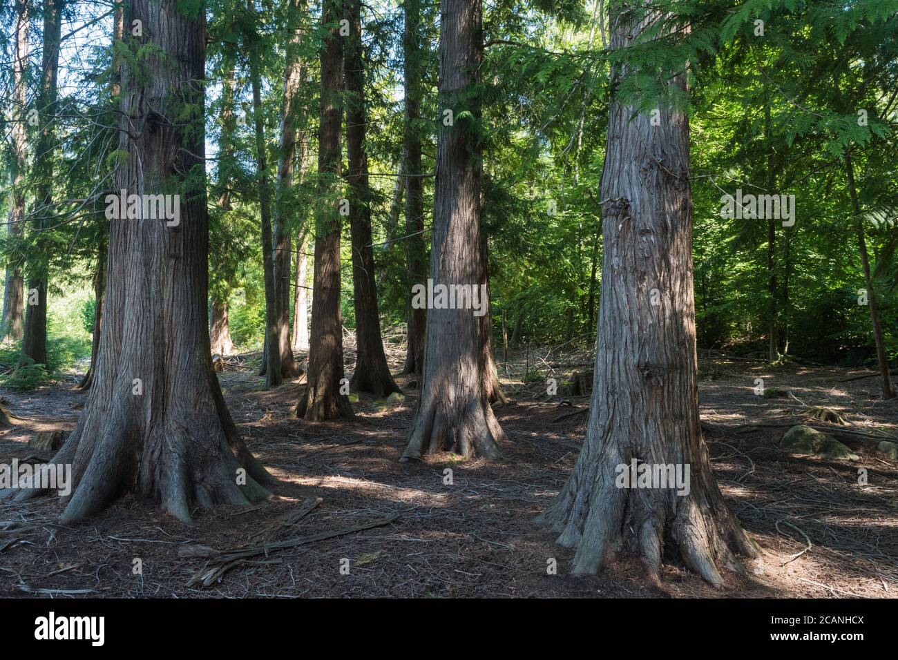 Big thuja trees in a forest at the island Oland in Sweden Stock Photo ...
