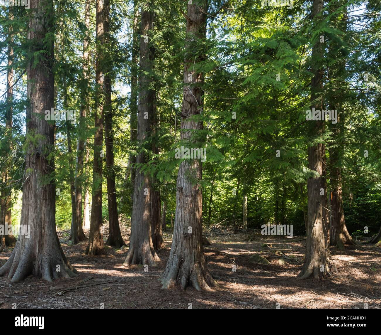 In the Thuja forest on the swedish island Oland Stock Photo - Alamy