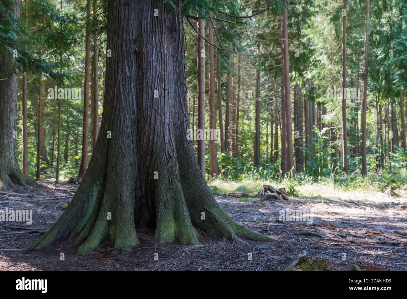 Boda natural hi-res stock photography and images - Alamy