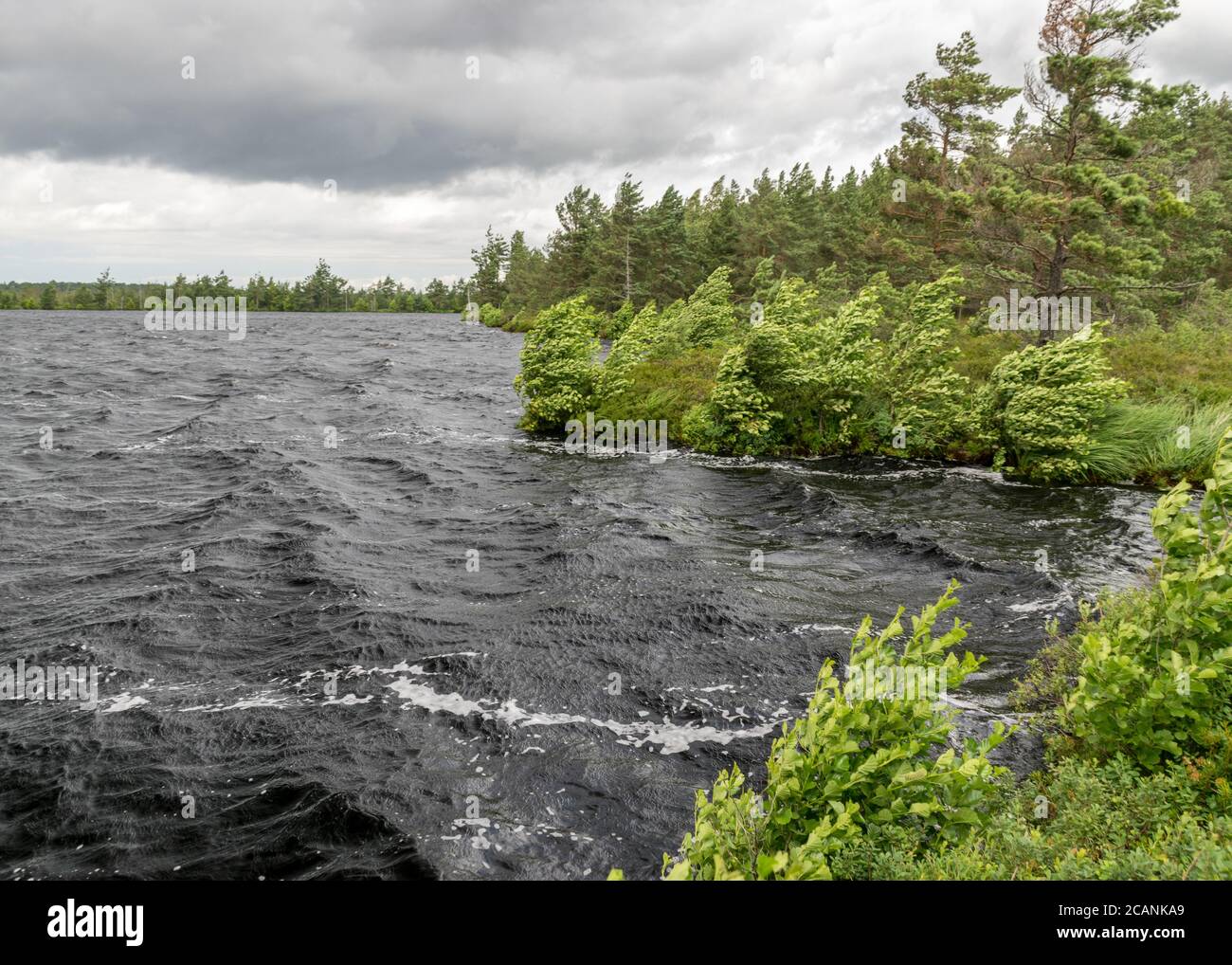 windy summer landscape from swamp lake, wind and turbulence of lake ...
