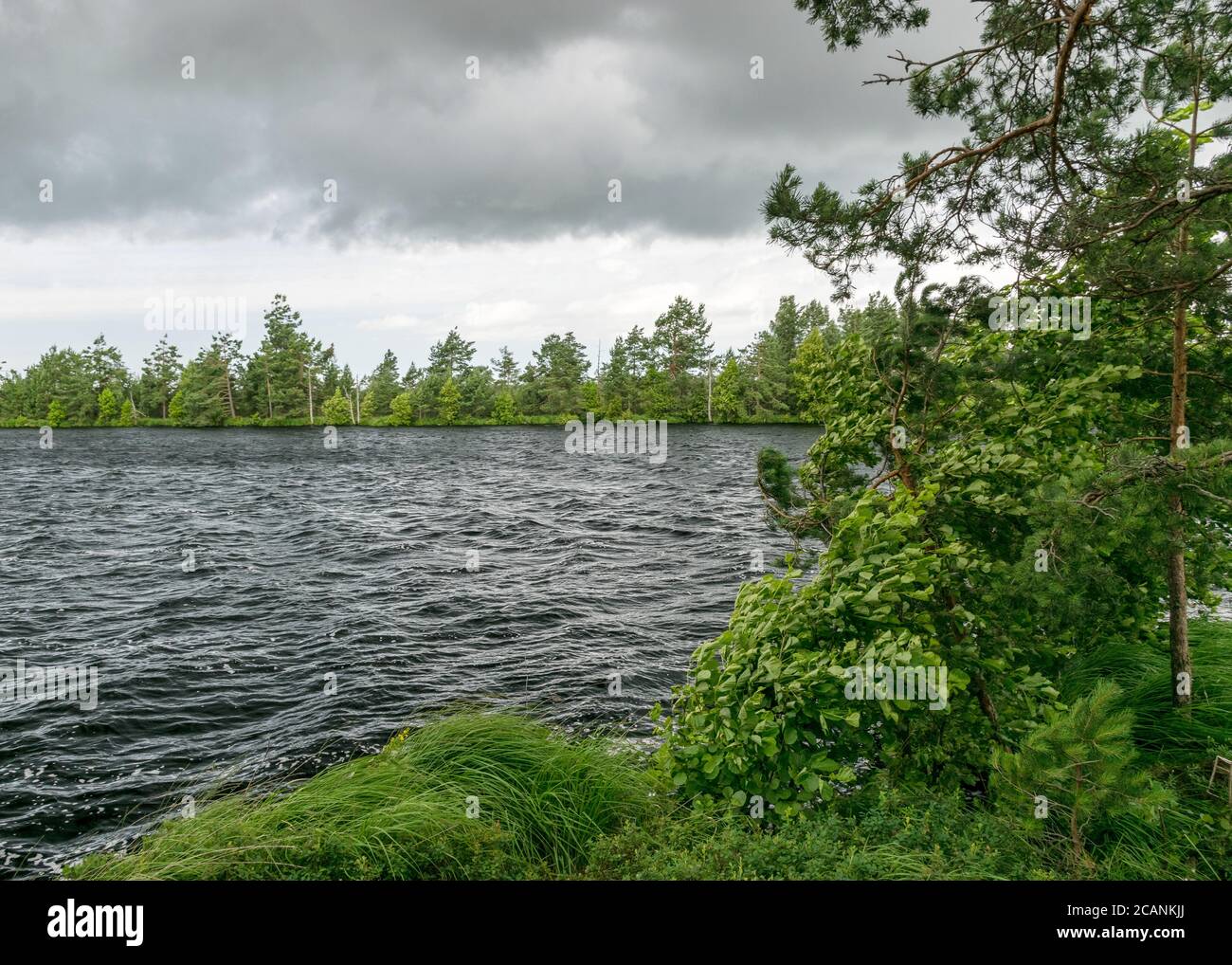 windy summer landscape from swamp lake, wind and turbulence of lake ...