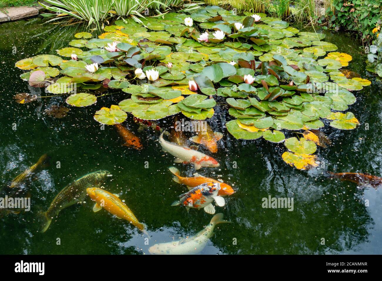 Summer garden pond hi-res stock photography and images - Alamy