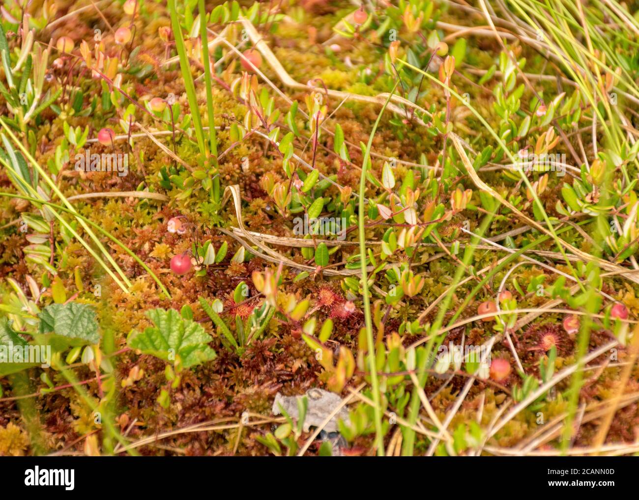 traditional bog vegetation background, bog grass, plants, water, moss ...
