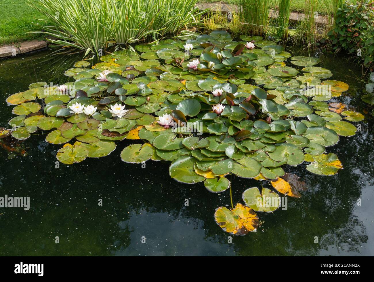 Cluster lilies hi-res stock photography and images - Alamy