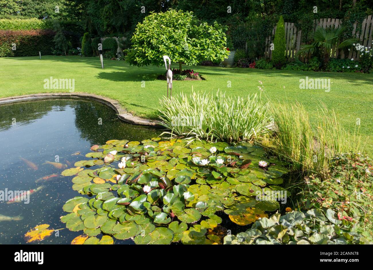 ornate large garden pond with fish and water lilies Stock Photo - Alamy