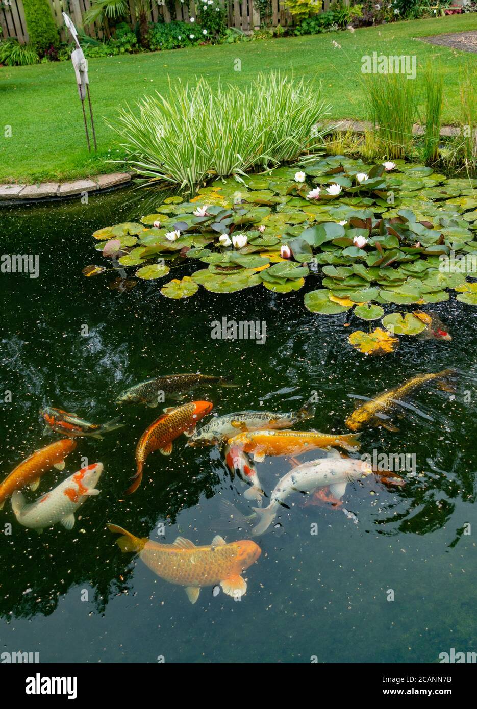 ornate large garden pond with fish and water lilies Stock Photo - Alamy