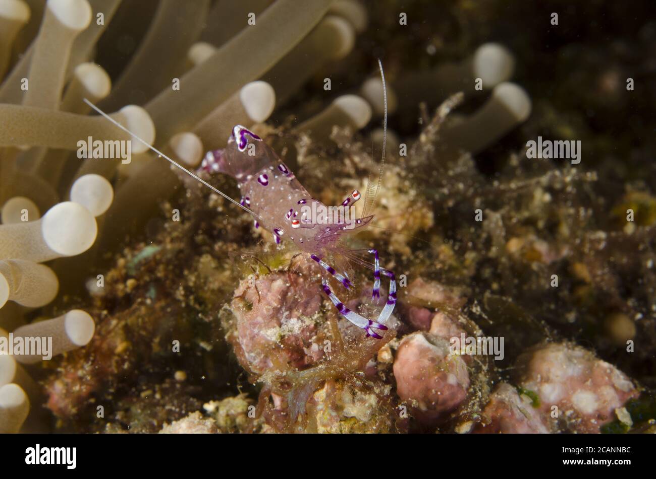 Sarasvati Anemone Shrimp, Periclemenes sarasvati, Palaemonidae, Anilao ...