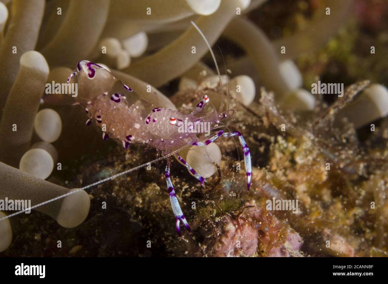 Sarasvati Anemone Shrimp, Periclemenes sarasvati, Palaemonidae, Anilao ...