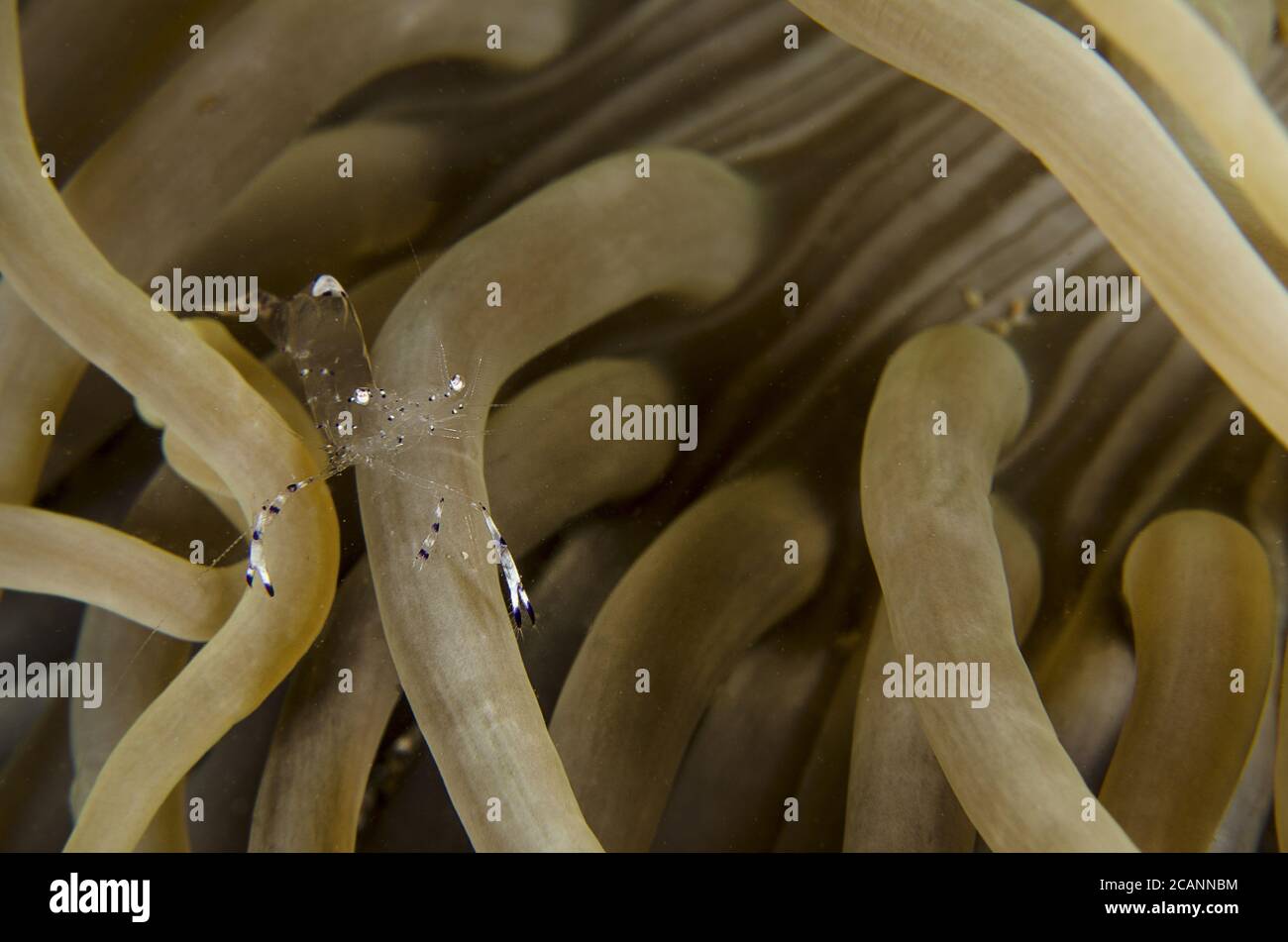 Magnificent anemone shrimp , Ancylomenes magnificus, Palaemonidae ...