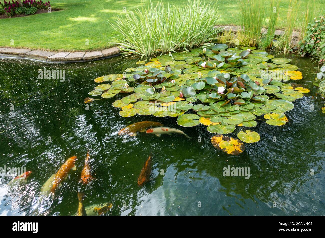 ornate large garden pond with fish and water lilies Stock Photo - Alamy