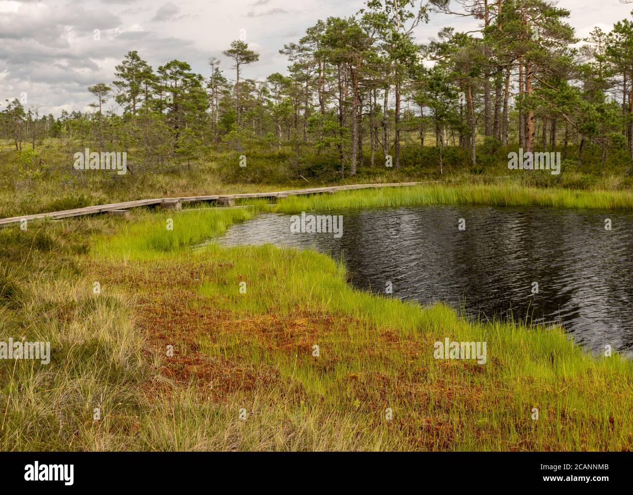 landscape with stunning bog views. beautiful clouds. View of the ...