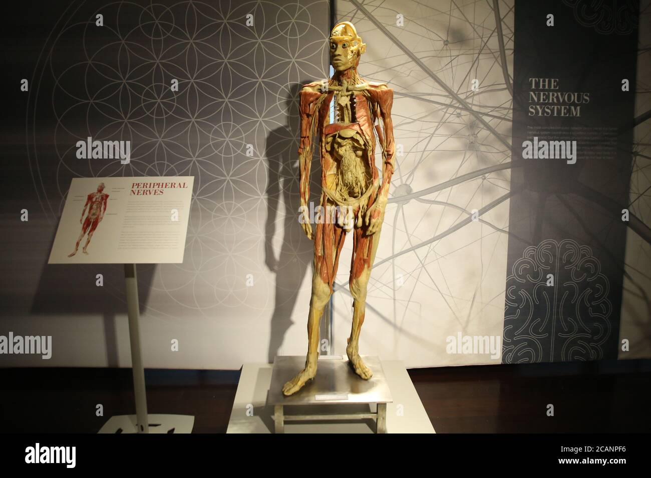 Physiol hi-res stock photography and images - Alamy