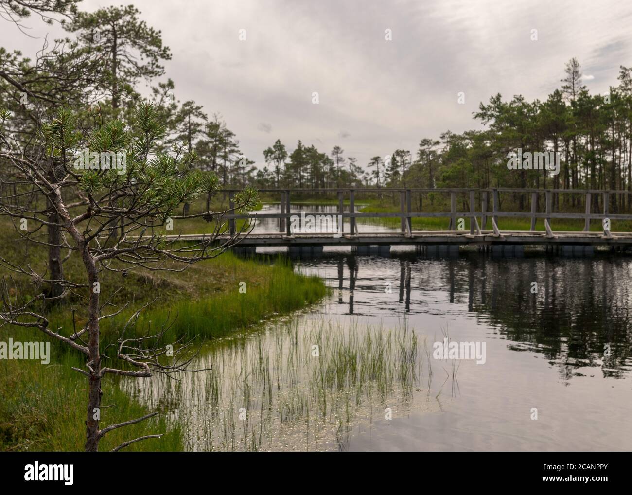 landscape with a wooden construction walking bridge in the middle of ...