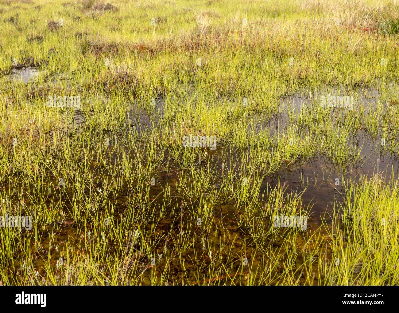 traditional bog vegetation background, bog grass, plants, water, moss ...