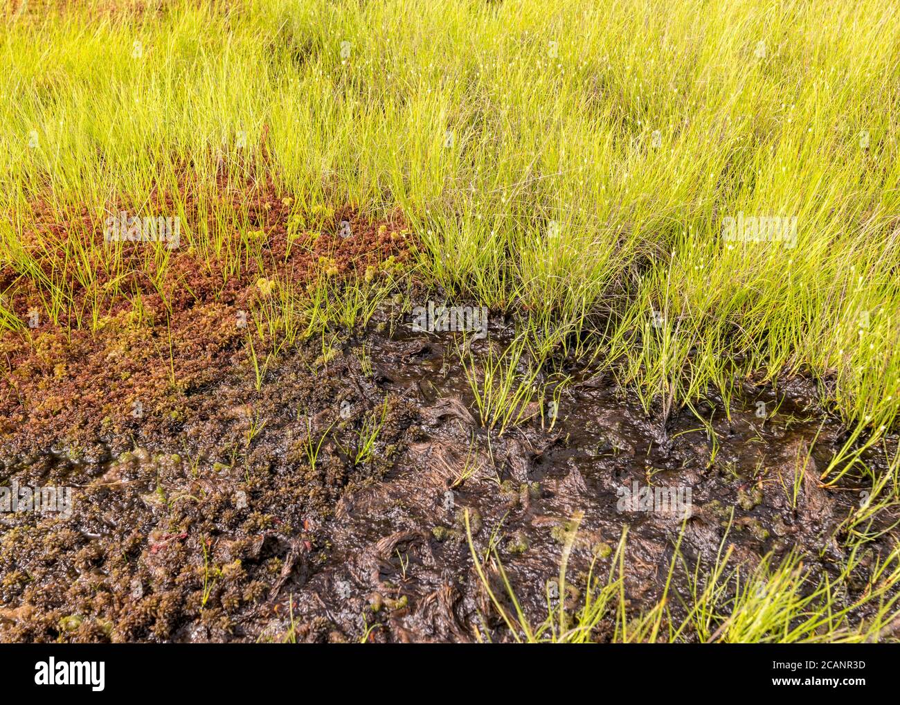 traditional bog vegetation background, bog grass, plants, water, moss ...