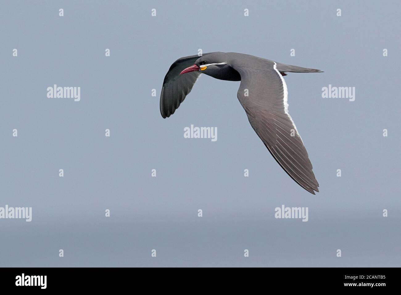 Inca Tern (Larosterna inca), adult in flight, side view, Port of Arica ...