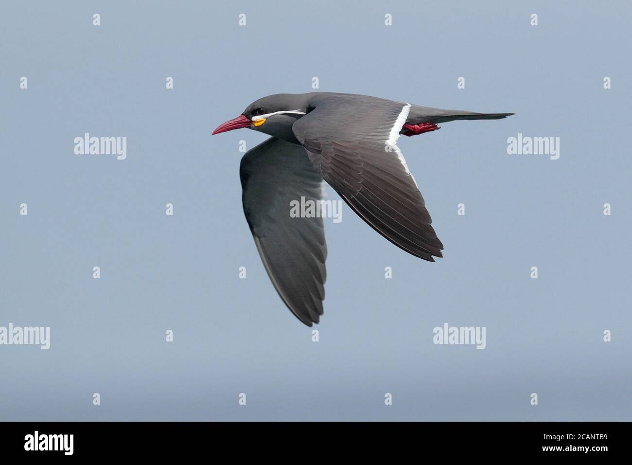 Inca Tern (Larosterna inca), adult in flight, side view, Port of Arica ...