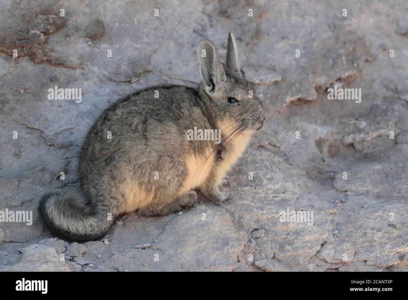 Viscacha (Lagidium peruanum) - side view on rocks, Parque Nacional ...