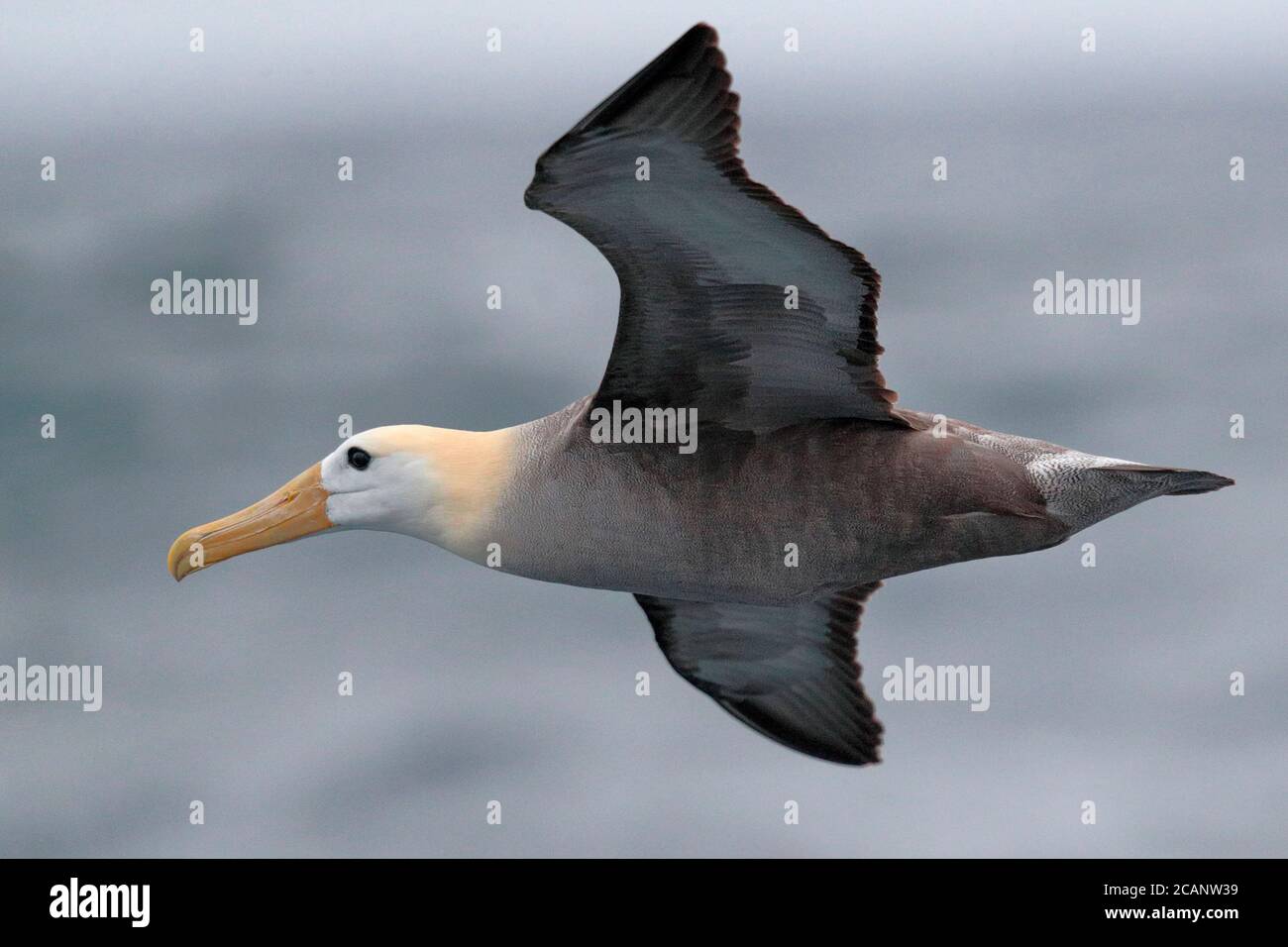 Waved Albatross (Phoebastria irrorata), side view in flight - at sea ...