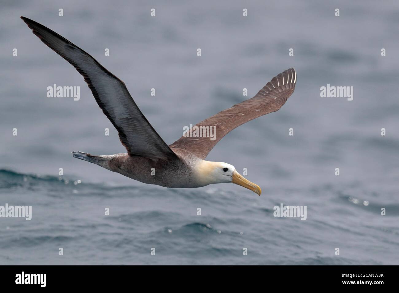 Waved Albatross (Phoebastria irrorata), side view - in flight at sea ...