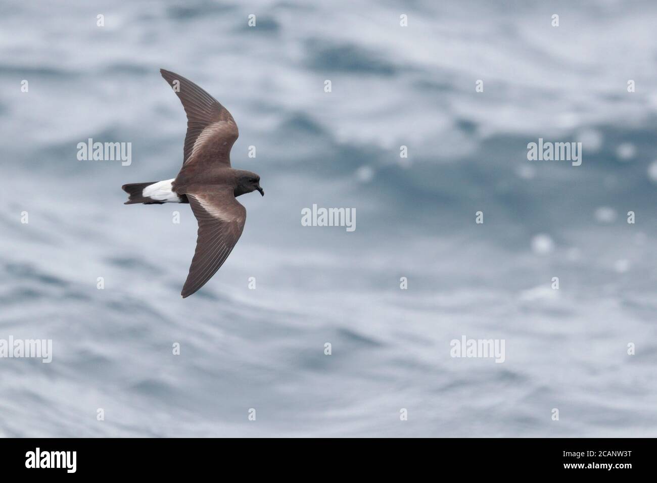 Wedge-rumped Storm-Petrel (Oceanodroma tethys), dorsal view, single ...
