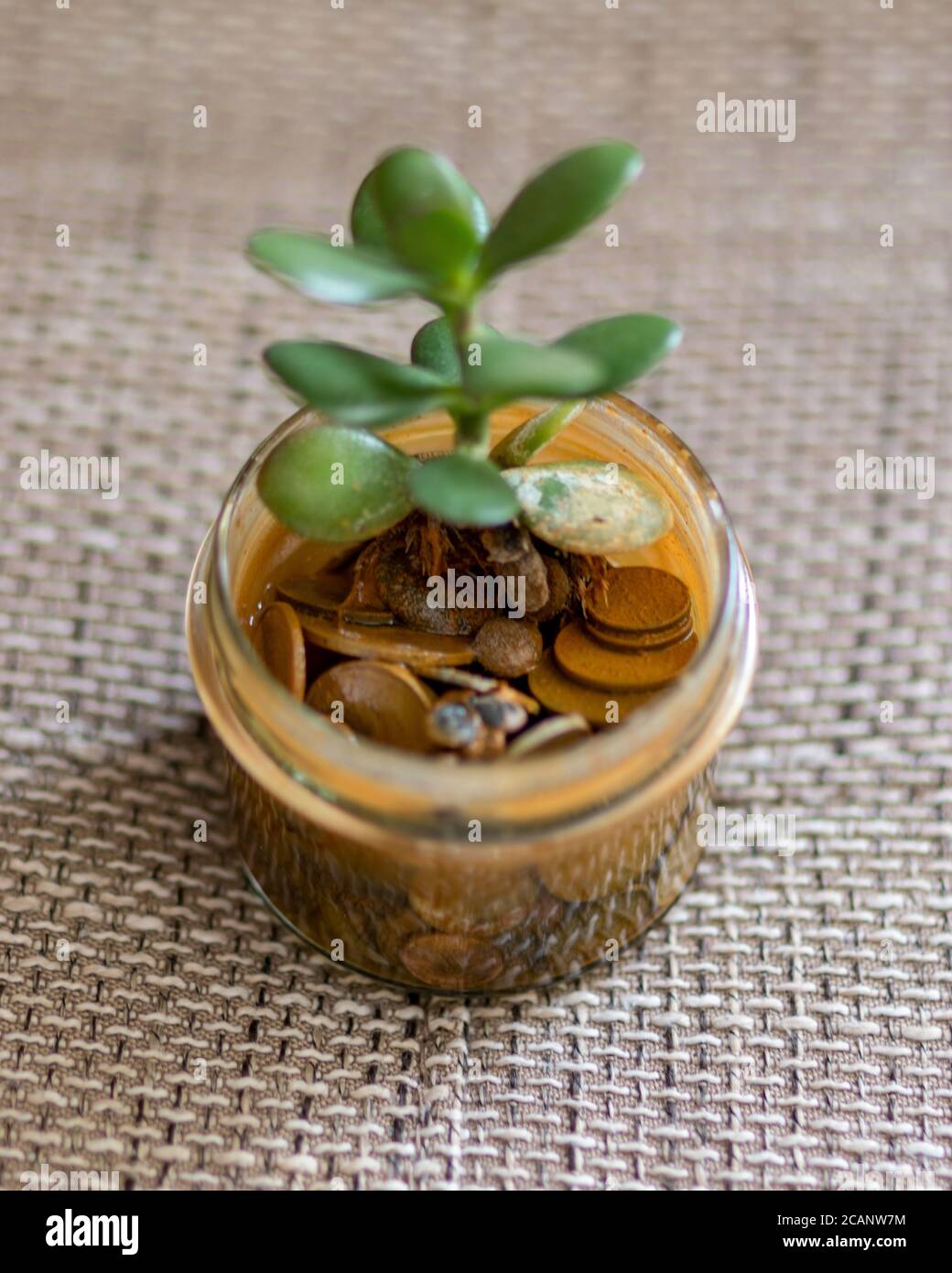 picture with glass jar, dirty money in the jar, money tree in the glass ...