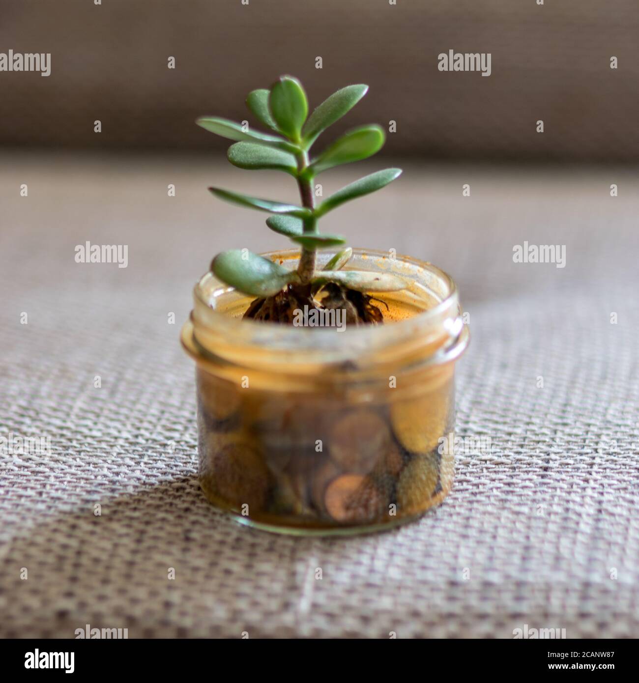 picture with glass jar, dirty money in the jar, money tree in the glass ...